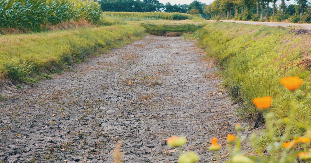 Droogte | Waterschap Drents Overijsselse Delta
